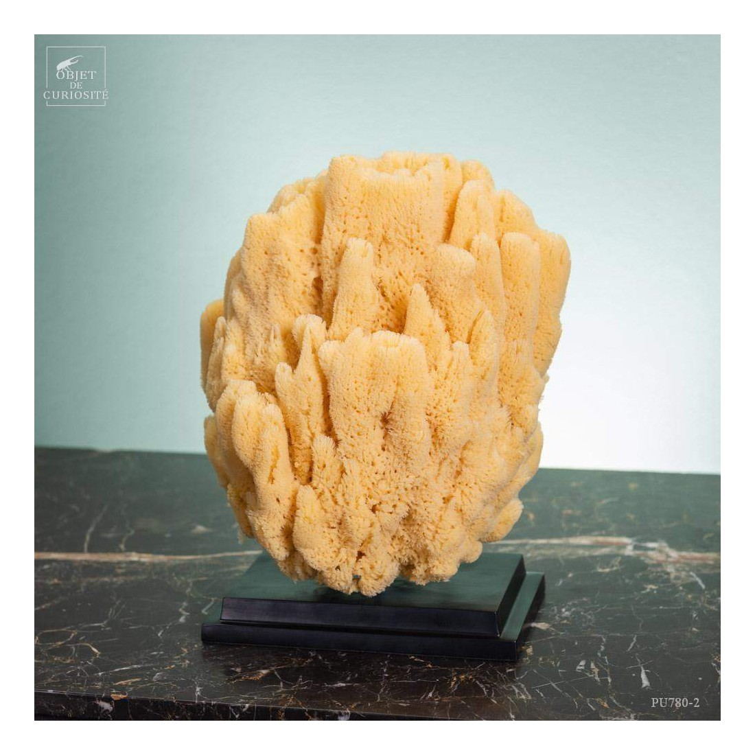 Eponge Hardhead sur base noire