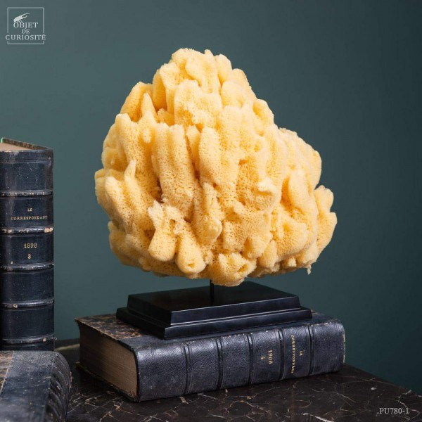 Hardhead sponge on black base