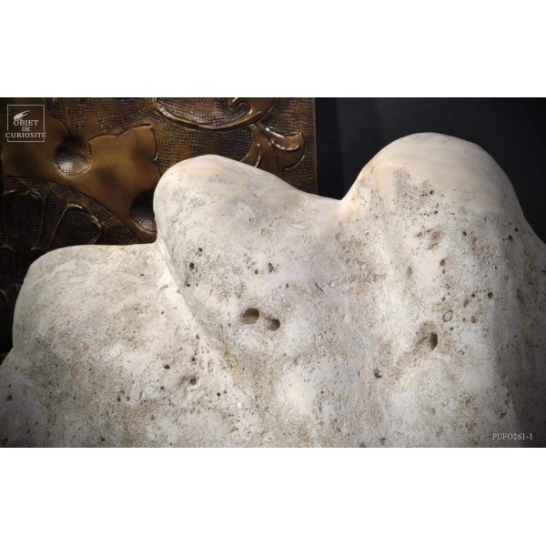 Fossilized giant Clam (Tridacna Gigantea)